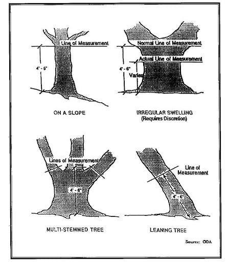 Finding the Diameter of a Tree
