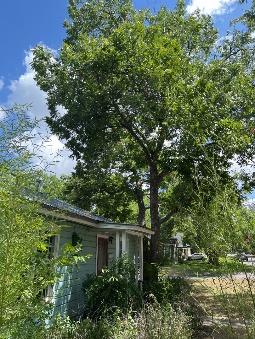 Pecan Tree